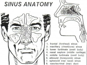 sinus anatomy - ENT